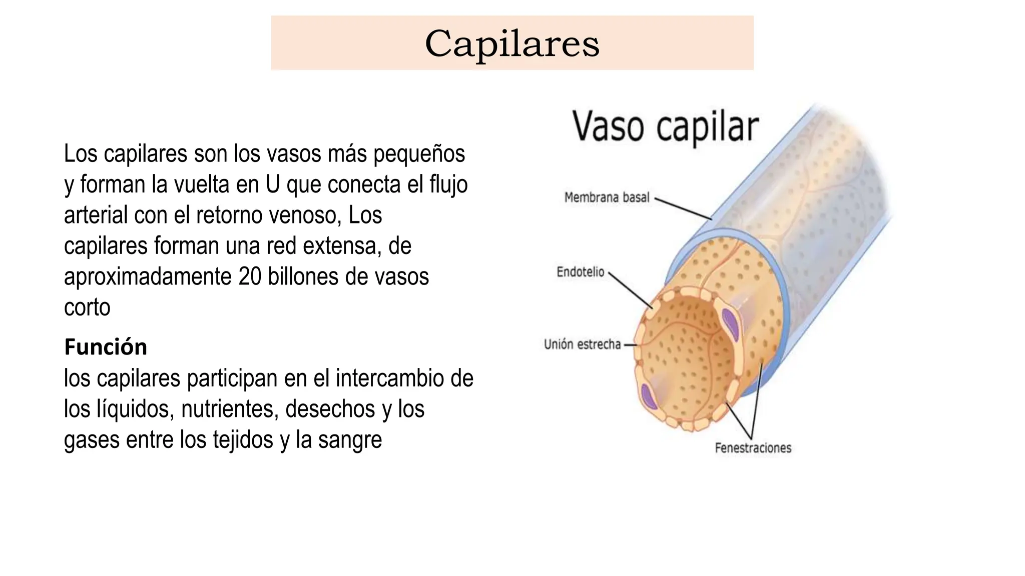 tipos de capilares y venulas en el cuerpo humano | PPTX