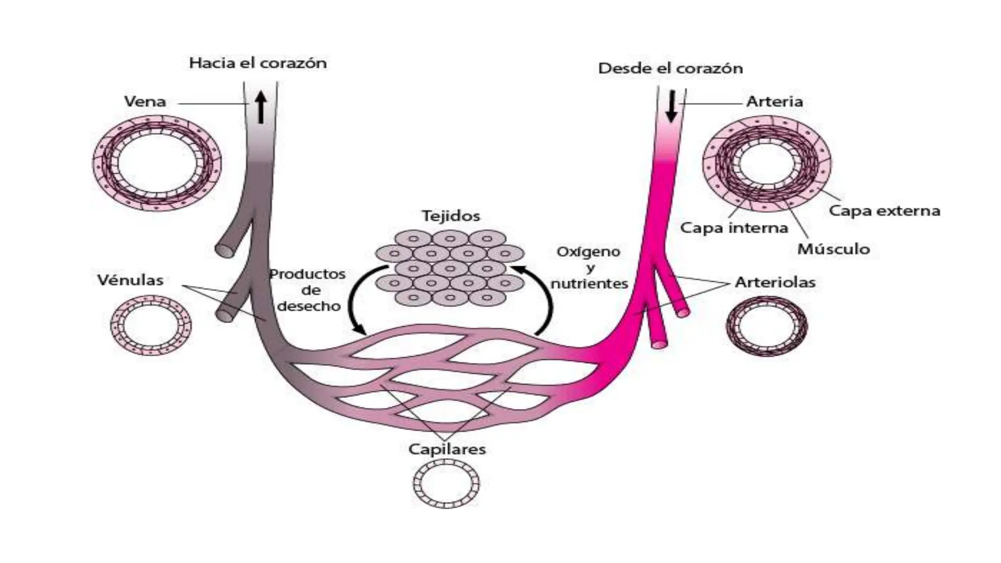 tipos de capilares y venulas en el cuerpo humano | PPTX