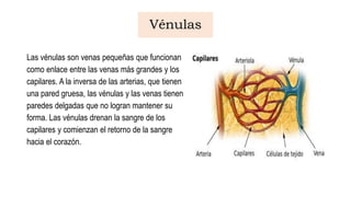 tipos de capilares y venulas en el cuerpo humano | PPTX
