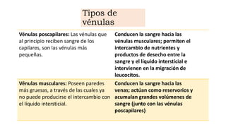 tipos de capilares y venulas en el cuerpo humano | PPTX