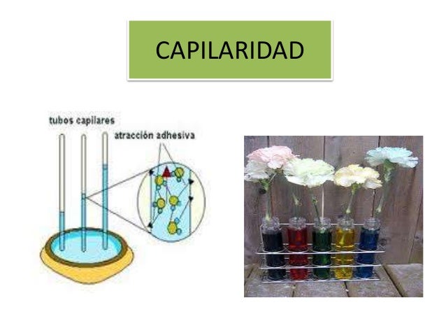 Q Es La Capilaridad En Las Plantas - Citas Adultos en Asturias