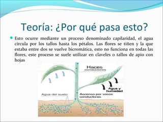Capilaridad daniel andré_4eso | PPT