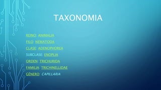 CAPILLARIA .pptx