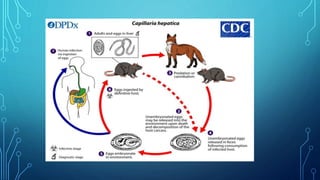 CAPILLARIA .pptx