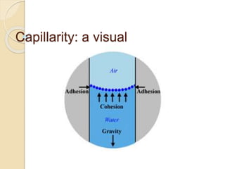 Capillarity | PPTX