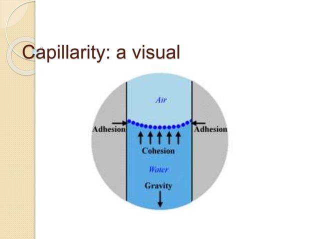 Capillarity | PPTX