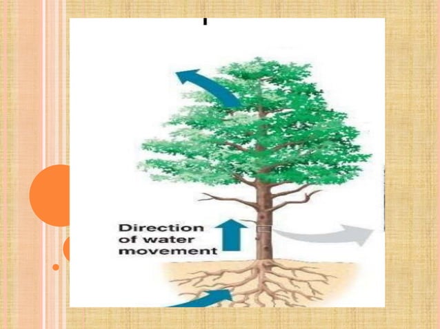 Capillarity | PDF | Physics | Science