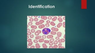 Capillary-Puncture-Equipment-and-Procedure.pptx