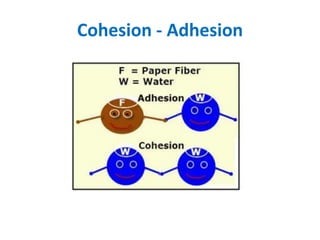 Capillary action | PPT