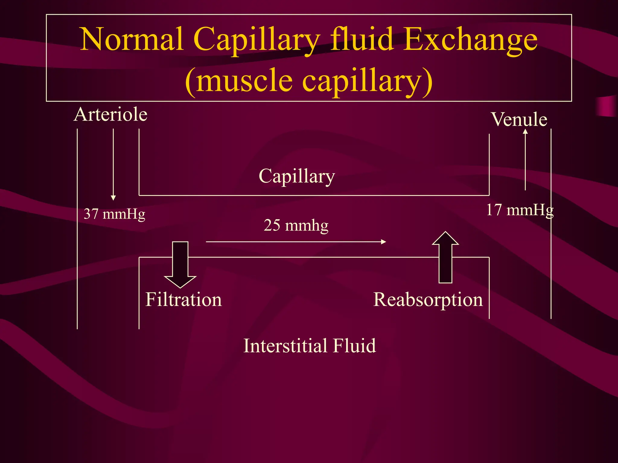 Capillary circulation & fluid exchange.pdf