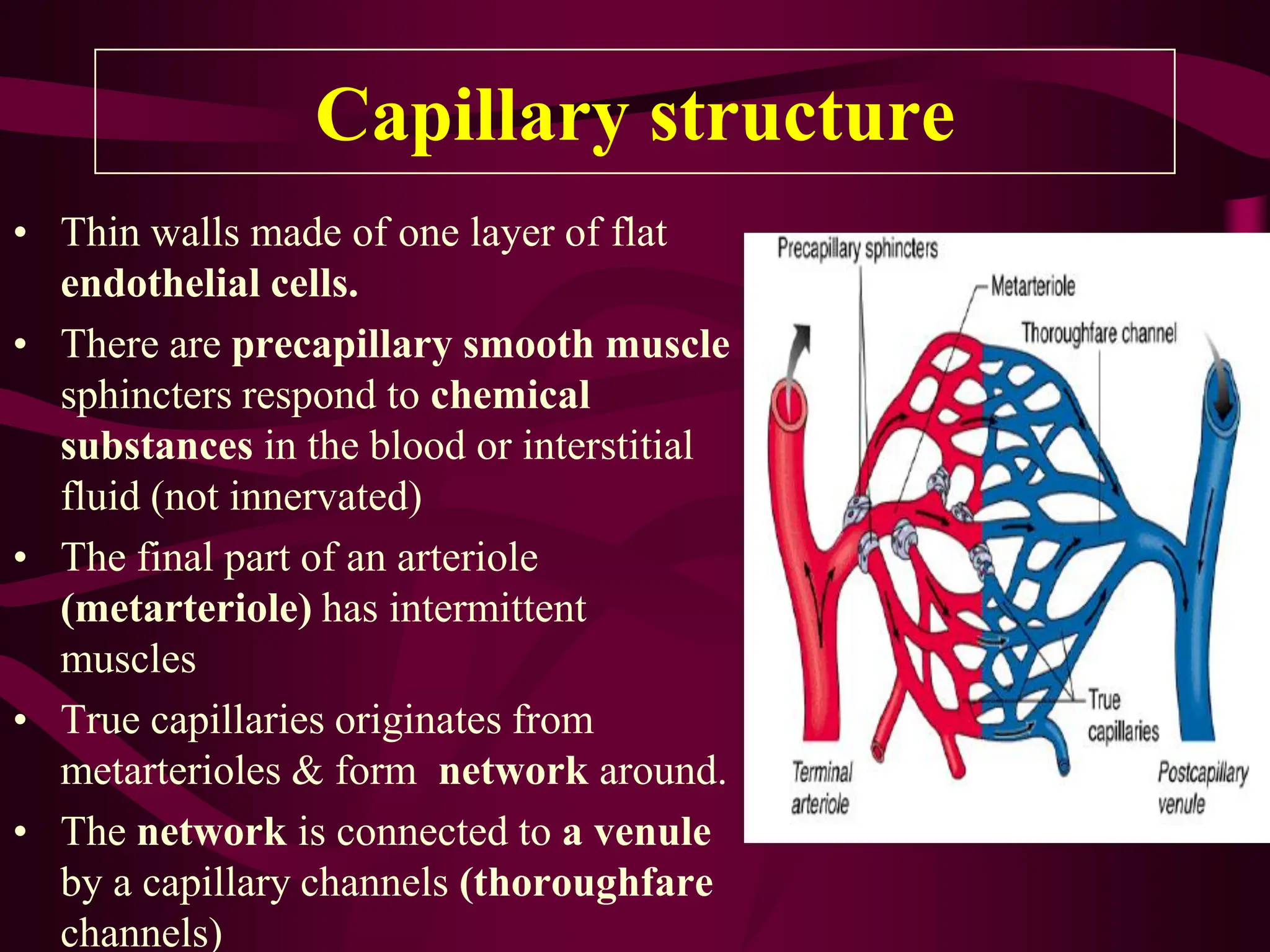 Capillary circulation & fluid exchange.pdf