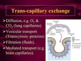 Capillary circulation & fluid exchange.pdf