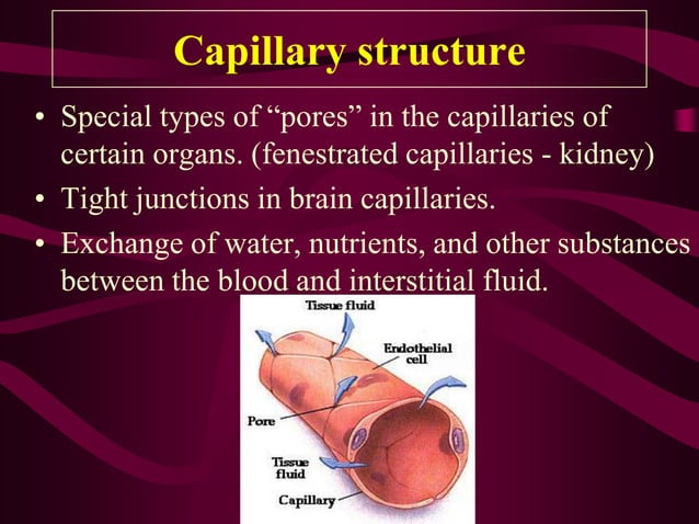 Capillary circulation & fluid exchange.pdf