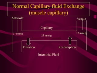 Capillary Exchange Diagram