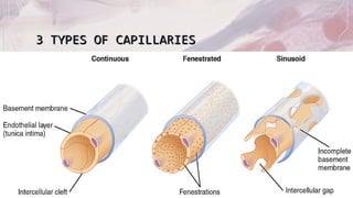 Capillary function | PPT