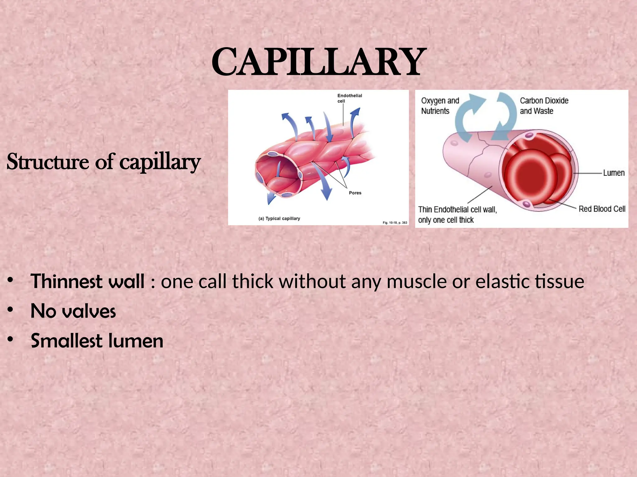 CAPILLARY (smk biologi human capillary).pptx