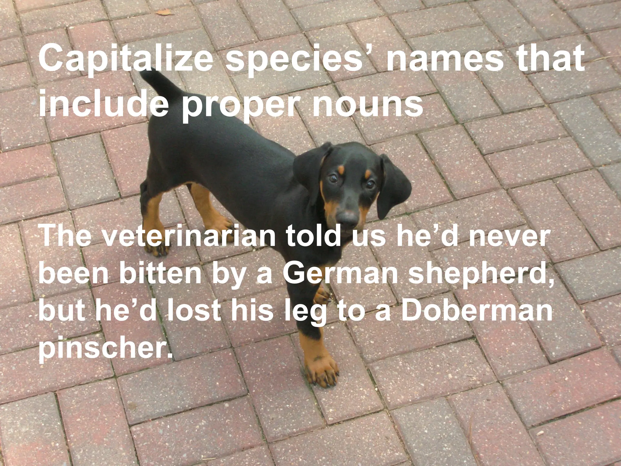 Capitalization---races-nationalities-and-species.ppt