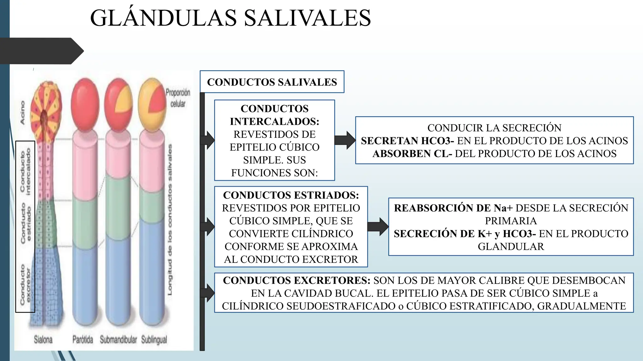 capitulo-16-sistema-digestivo-i-cavidad-bucal-y-estructuras-asociadas.pptx
