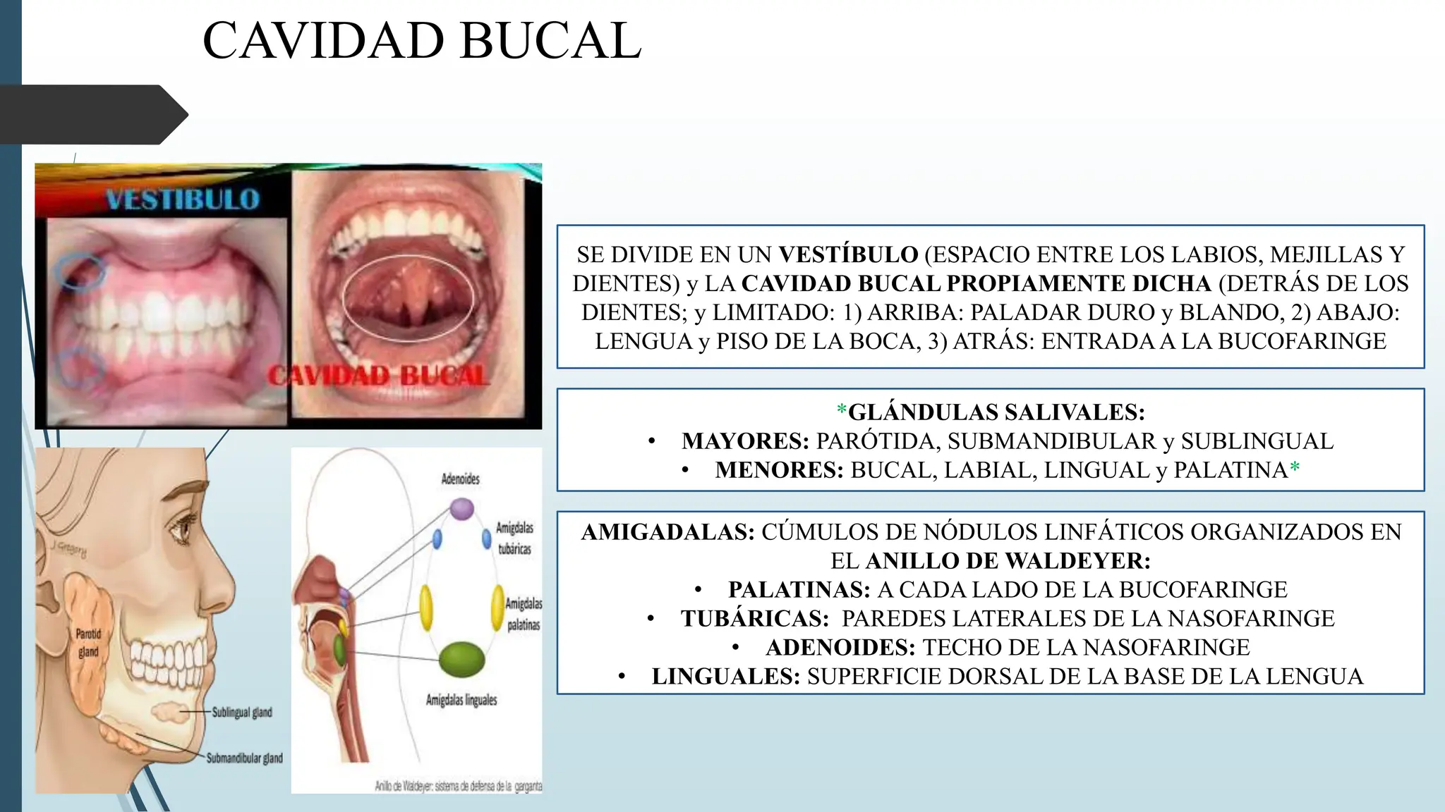 capitulo-16-sistema-digestivo-i-cavidad-bucal-y-estructuras-asociadas.pptx