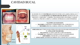 capitulo-16-sistema-digestivo-i-cavidad-bucal-y-estructuras-asociadas.pptx