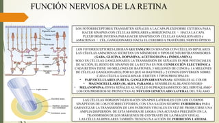 capitulo-51-el-ojo-ii-funcion-receptora-y-nerviosa-de-la-retina.pptx