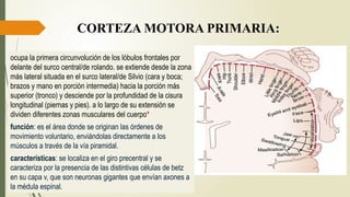 capitulo-56-control-de-la-funcion-motora-por-la-corteza-y-el-tronco-del ...