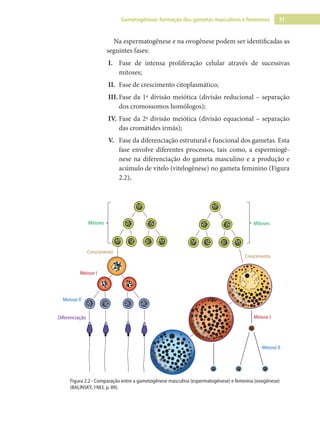 Gametogênese completo (espermatogênese e ovogênese) | PDF