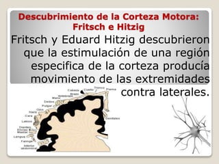 Desarrollo Historico de la Neuropsicología | PPTX