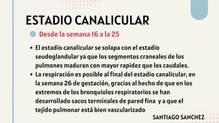 Capitulo 10 - Sistema respiratorio - Equipo 4.pdf
