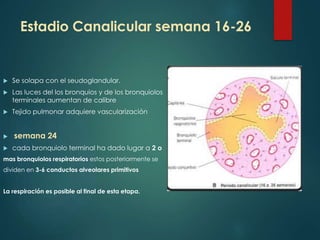 Capitulo 10 aparato respiratorio | PPTX