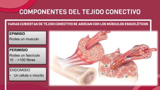 Capitulo 10.- Anatomia y Fisiologia Tejido Muscular.pdf