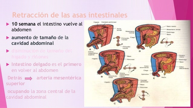 Capitulo 11 sistema alimentario