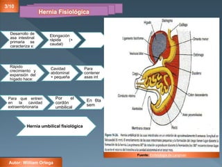 Embriología del Aparato digestivo-Intestino Medio. | PPTX