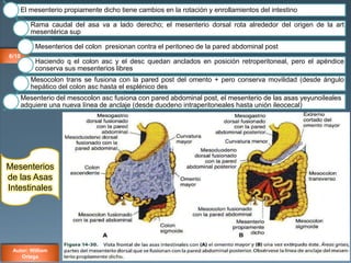 Embriología del Aparato digestivo-Intestino Medio. | PPTX