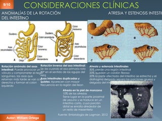 Embriología del Aparato digestivo-Intestino Medio. | PPTX