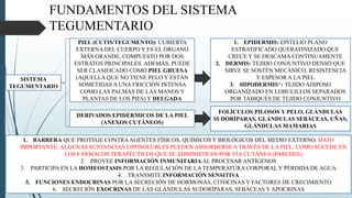 CAPiTULO_15_SISTEMA_TEGUMENTARIO histologia ross | PPTX