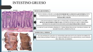 capitulo_17_sistema_digestivo_ii_tubo_digestivo (1).pptx