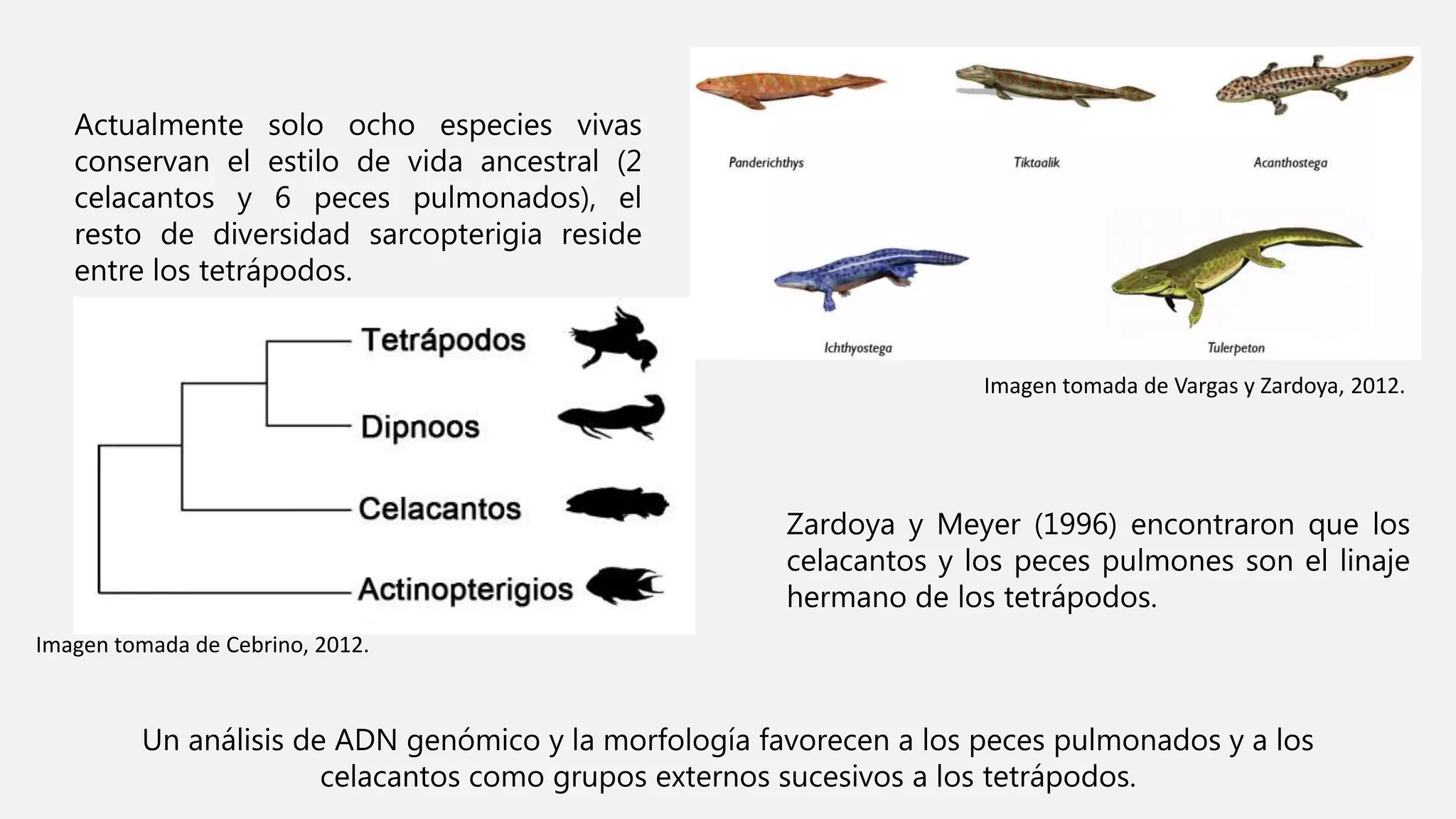 Peces: Subclase Sarcopterygii (Coelacanthiformes y Cetatodontiformes ...