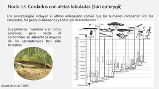 Peces: Subclase Sarcopterygii (Coelacanthiformes y Cetatodontiformes ...