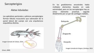 Peces: Subclase Sarcopterygii (Coelacanthiformes y Cetatodontiformes ...
