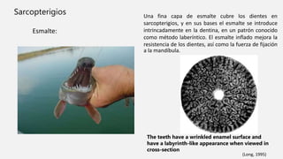 Peces: Subclase Sarcopterygii (Coelacanthiformes y Cetatodontiformes ...