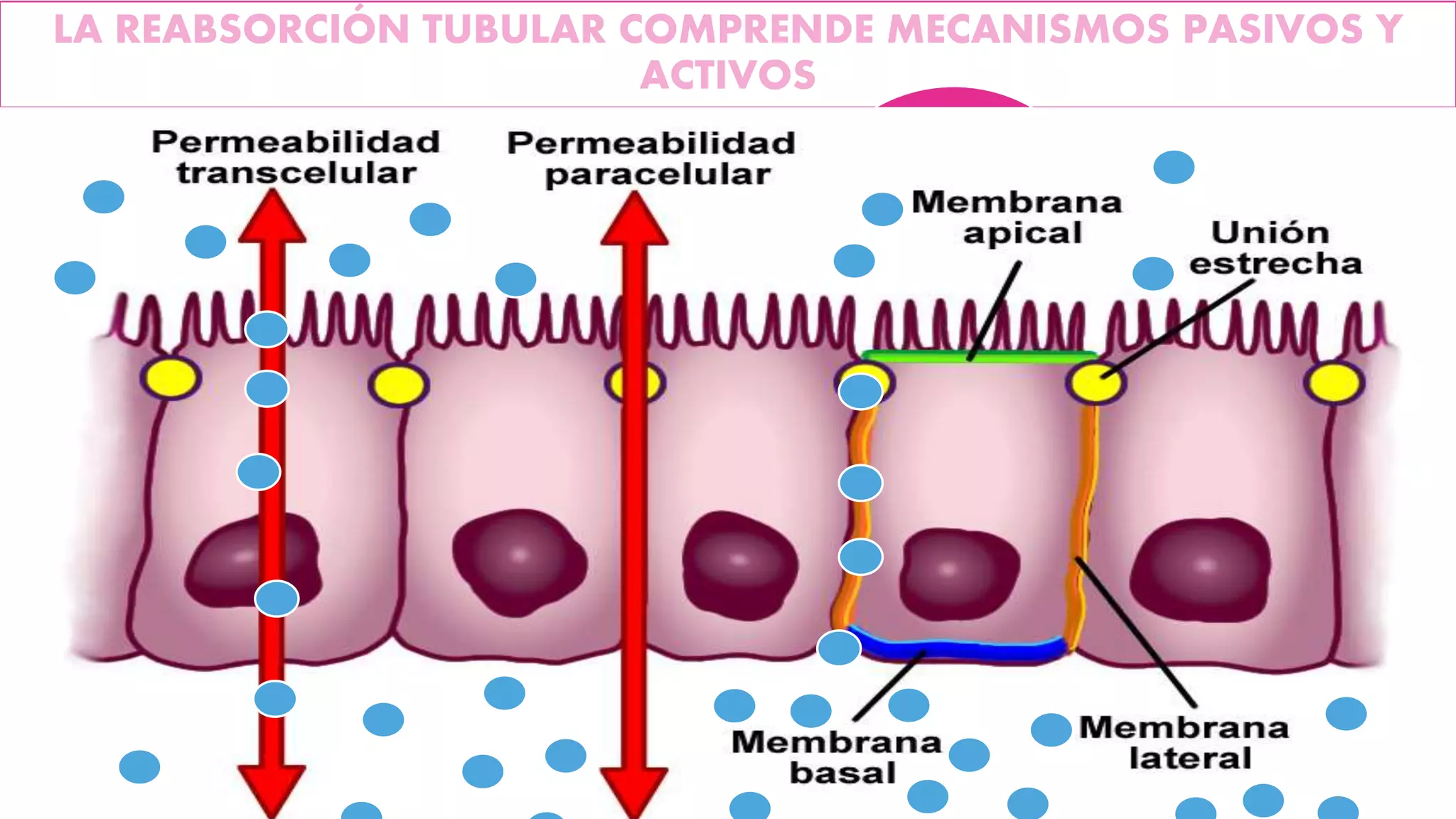 Capitulo 28 reabsorcion y secrecion tubular renal | PPTX