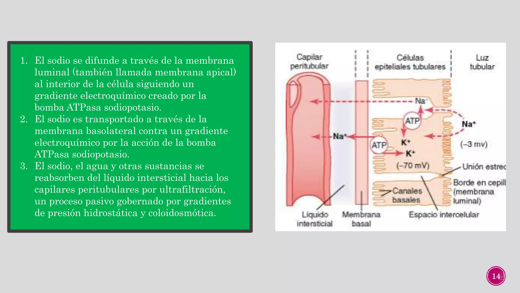 Capitulo 28 reabsorcion y secrecion tubular renal | PPTX