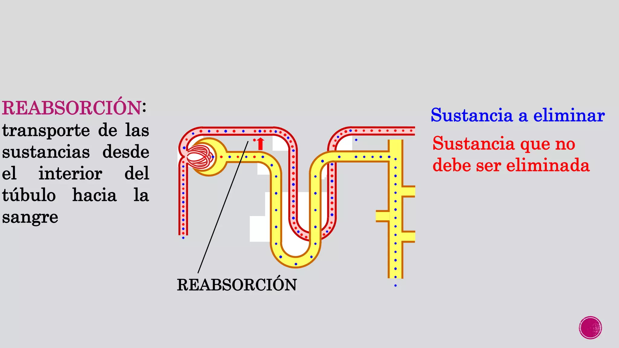 Capitulo 28 reabsorcion y secrecion tubular renal | PPTX