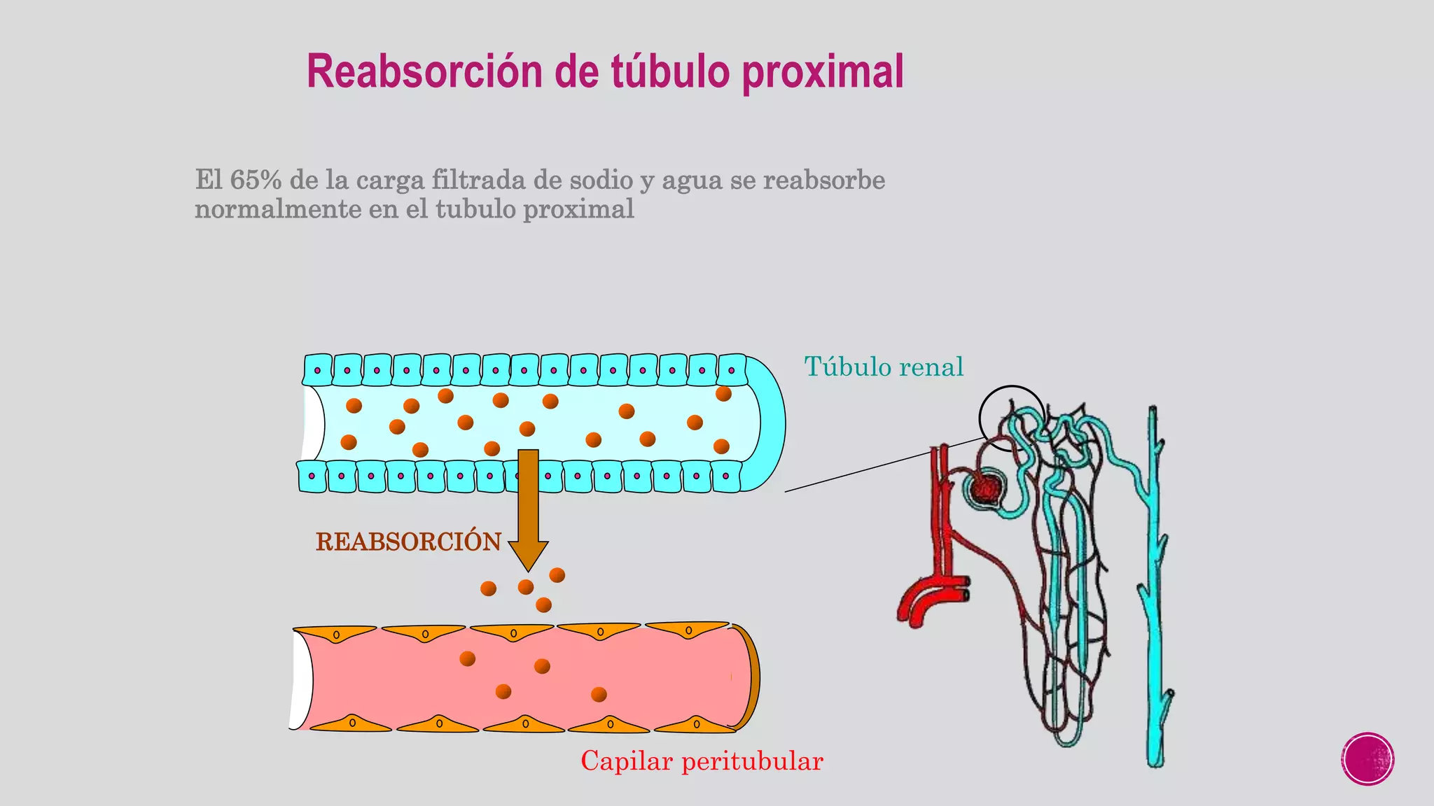 Capitulo 28 reabsorcion y secrecion tubular renal | PPT