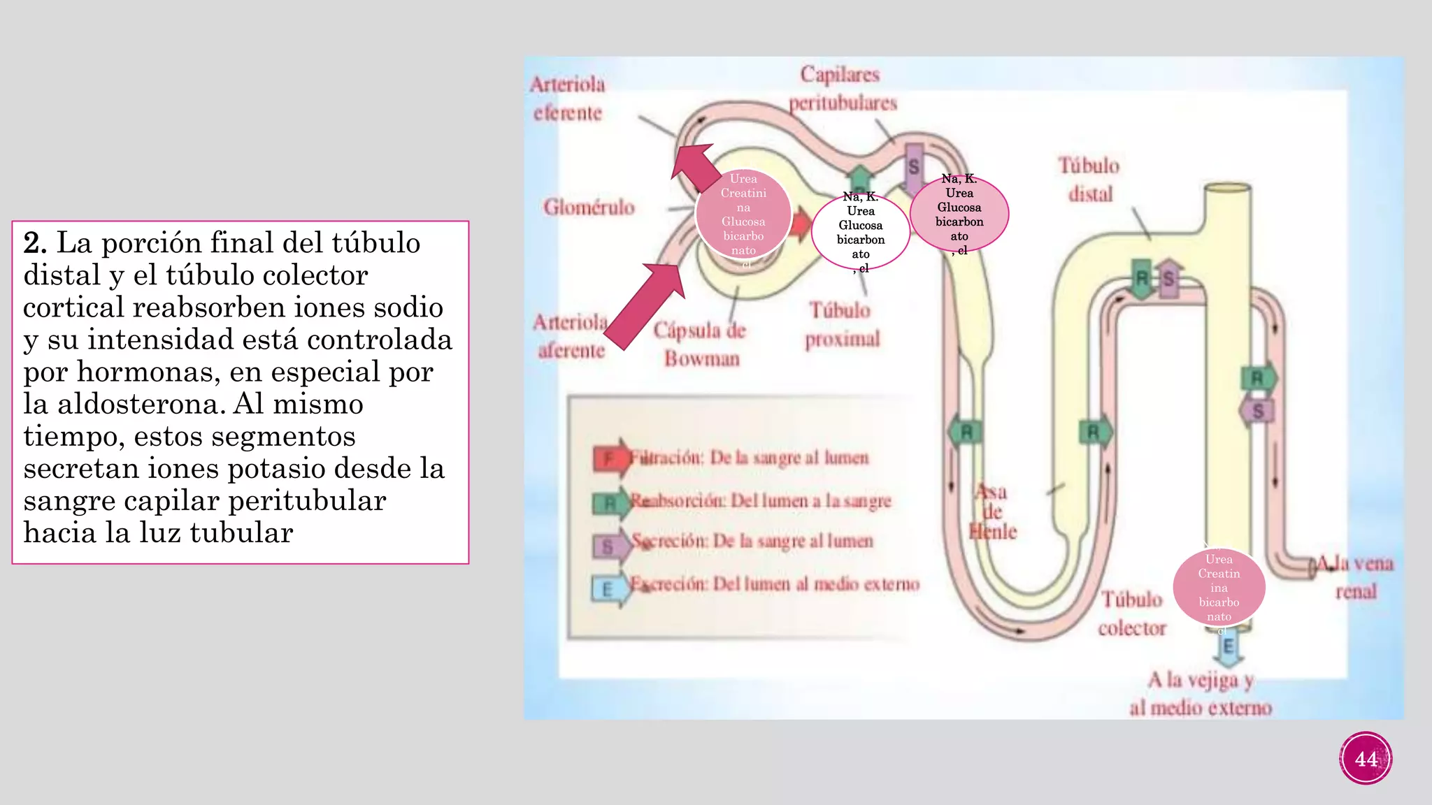 Capitulo 28 reabsorcion y secrecion tubular renal | PPTX