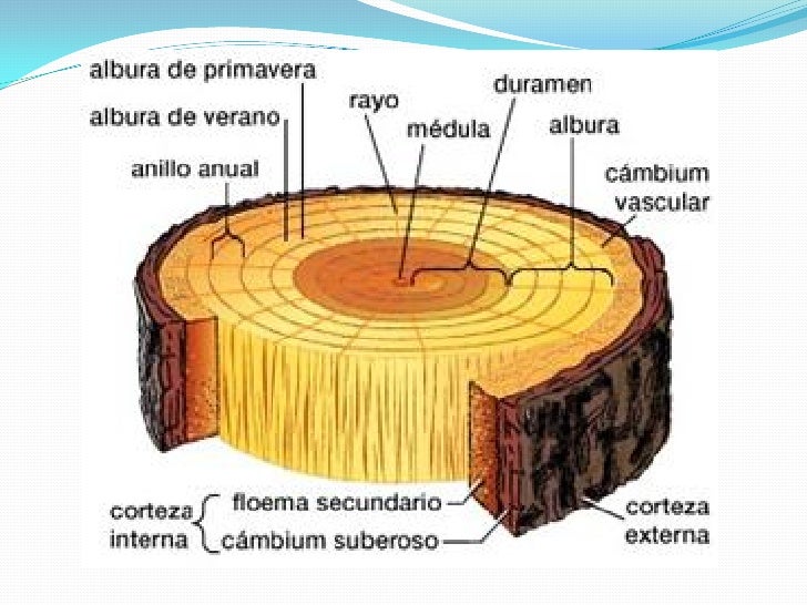 Capitulo 4. madera