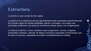 Capitulo 4 Ictiologia .pptx presentacion sobre los peces | PPTX