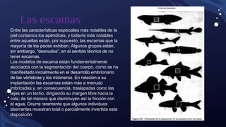 Capitulo 4 Ictiologia .pptx presentacion sobre los peces | PPTX