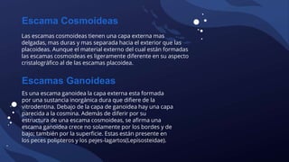 Capitulo 4 Ictiologia .pptx presentacion sobre los peces | PPTX